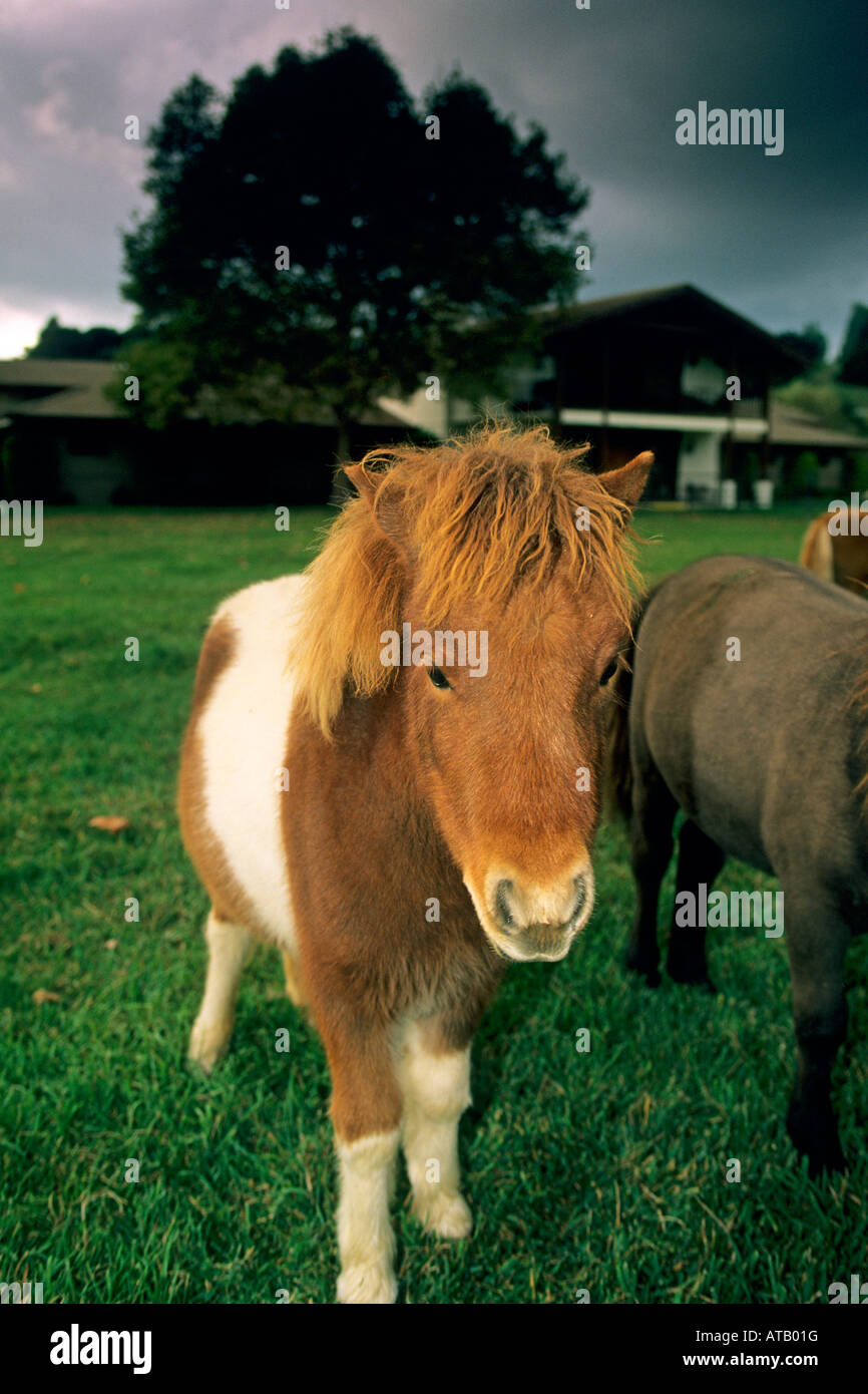 Miniature Horses at Quicksilver Ranch Los Olivos Santa Barbara County ...
