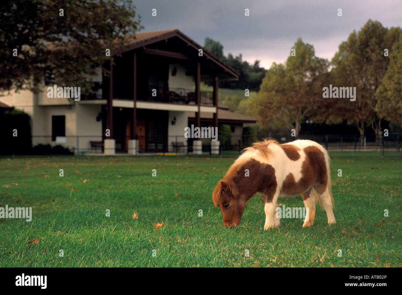 Miniature Horses at Quicksilver Ranch Los Olivos Santa Barbara County ...