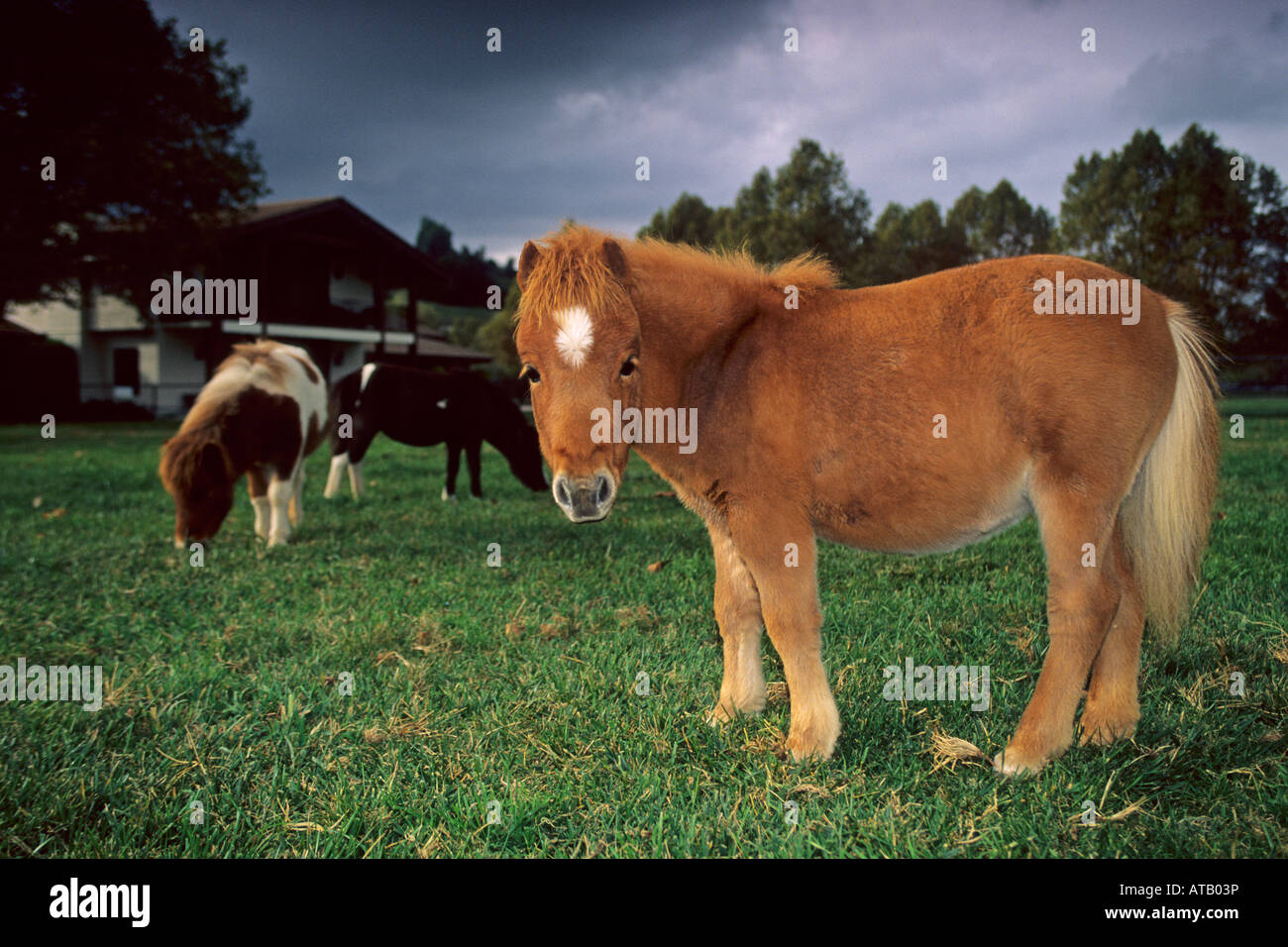 Miniature Horses at Quicksilver Ranch Los Olivos Santa Barbara County ...