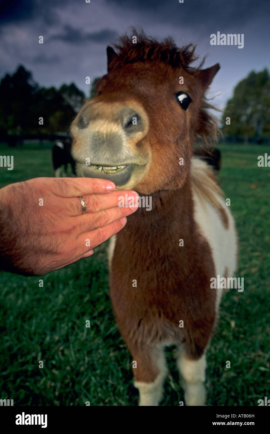 American quicksilver hi-res stock photography and images - Alamy