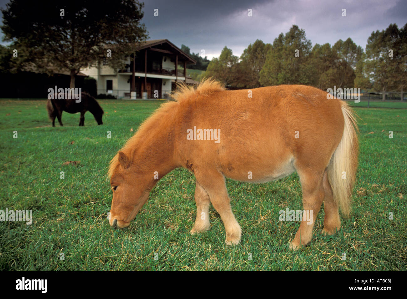 Miniature Horses at Quicksilver Ranch Los Olivos Santa Barbara County ...