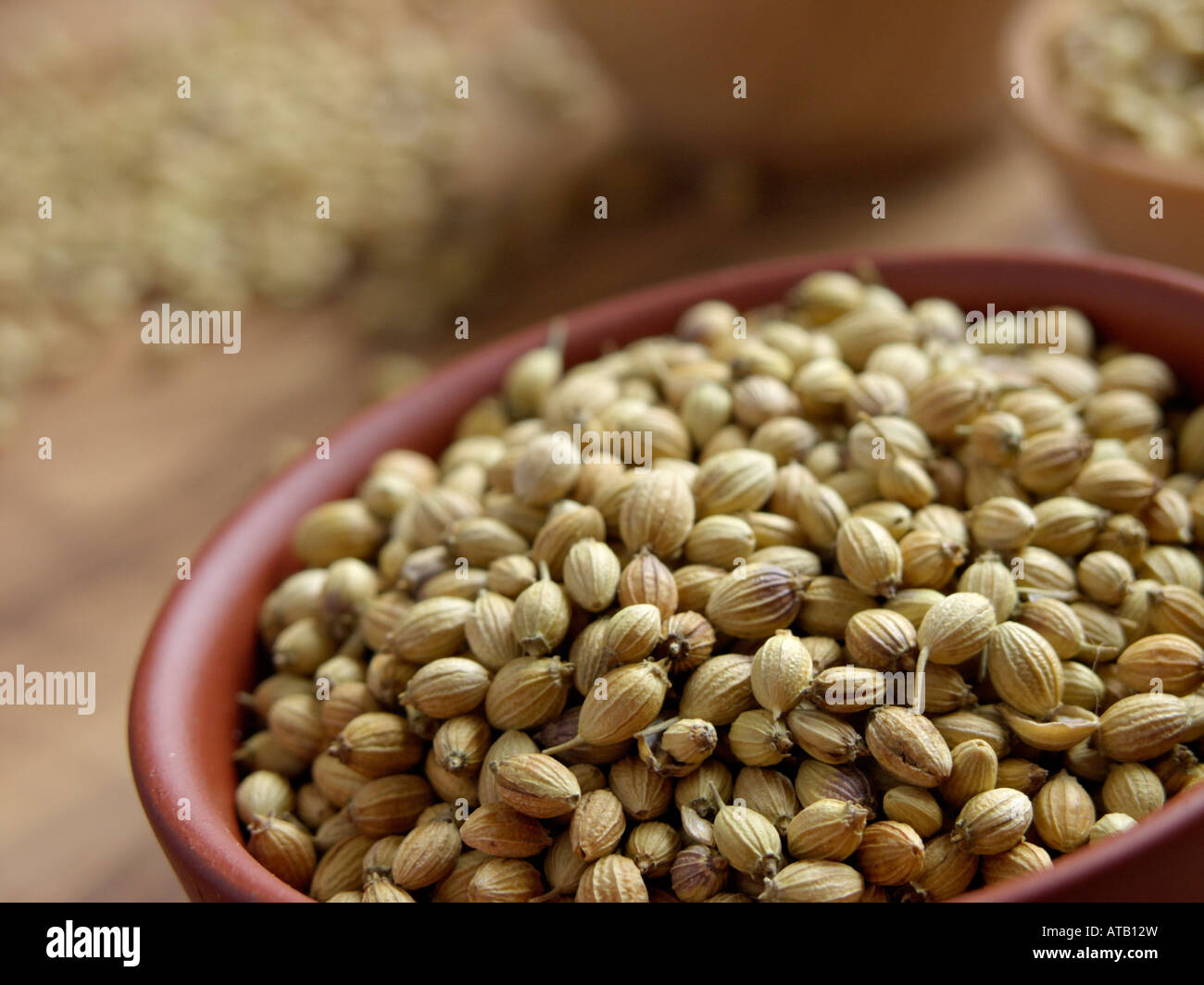 Plant species coriandrum sativum hi-res stock photography and images - Alamy