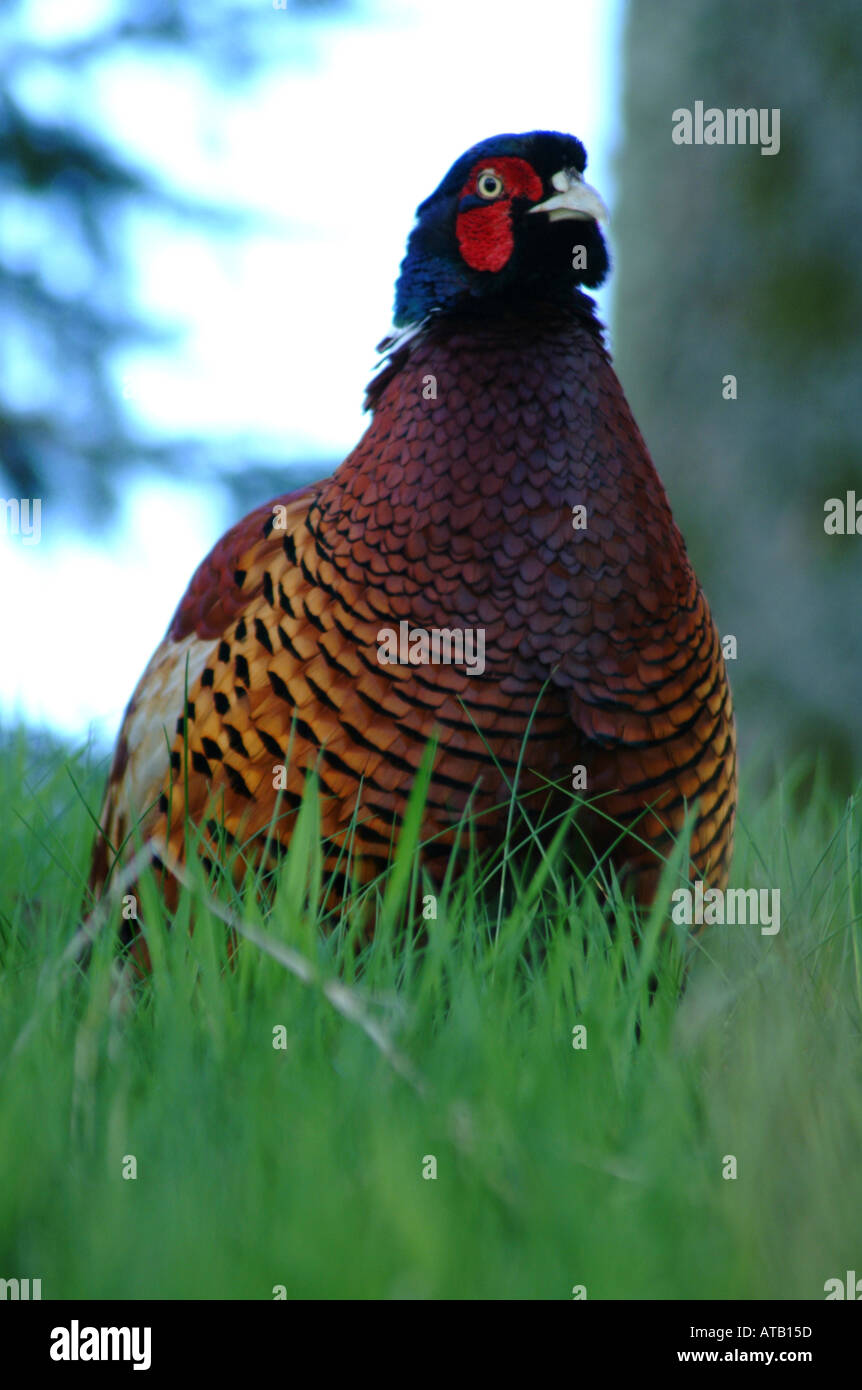 a pheasant resting in long grass Stock Photo - Alamy