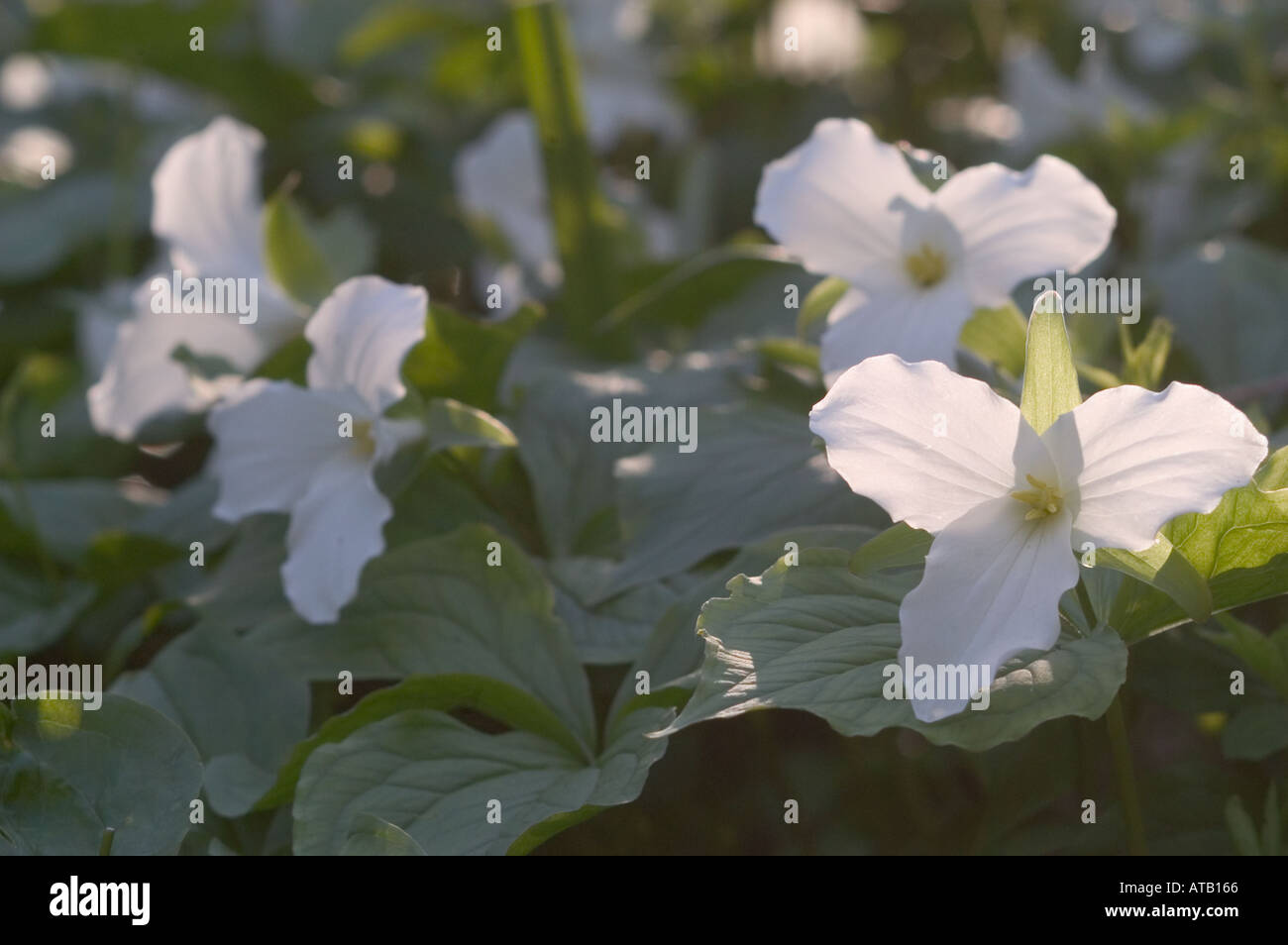 Trillium grandiflorum large white trillium flowers in early May in ...
