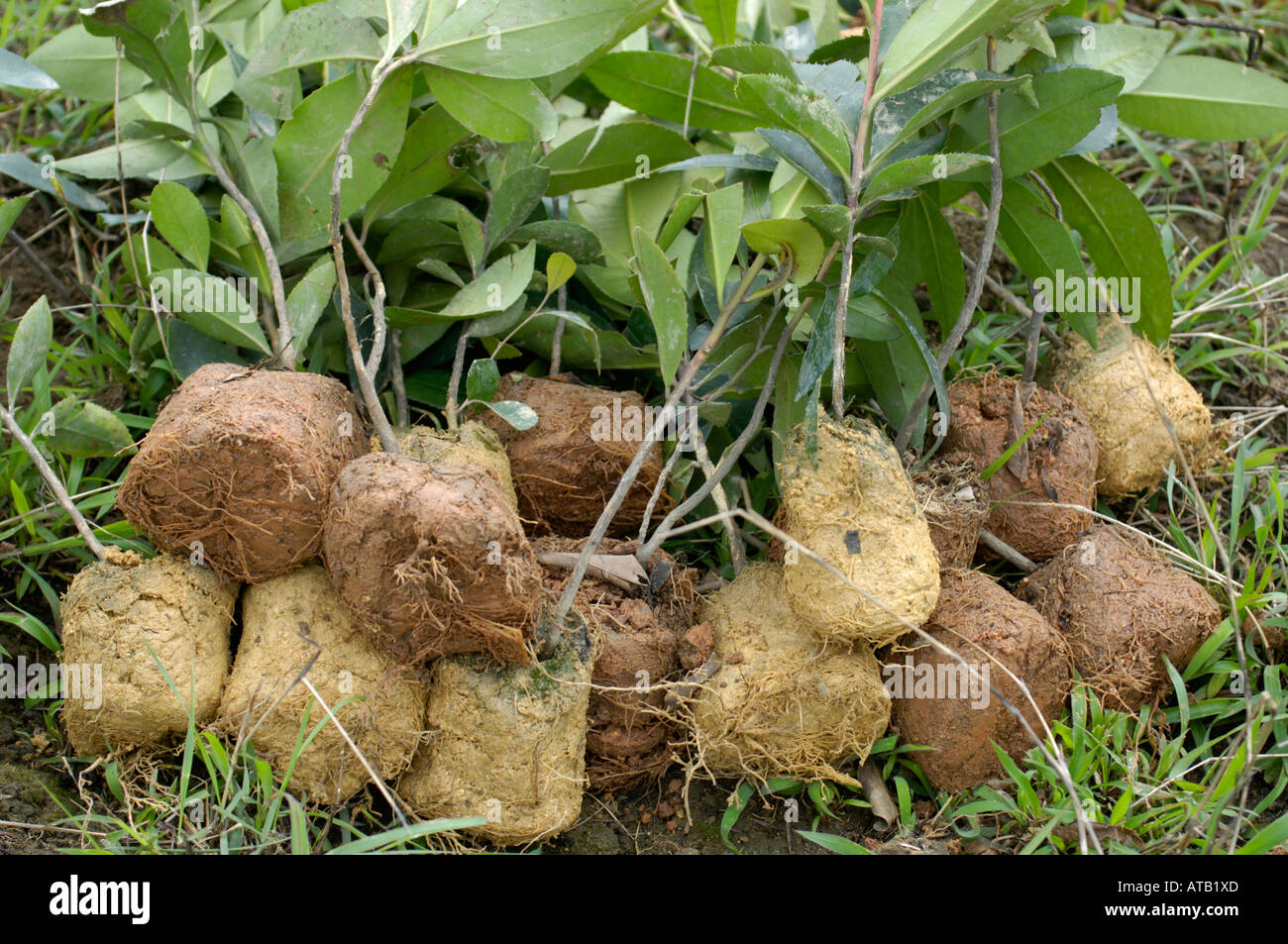 Schima superba hi-res stock photography and images - Alamy
