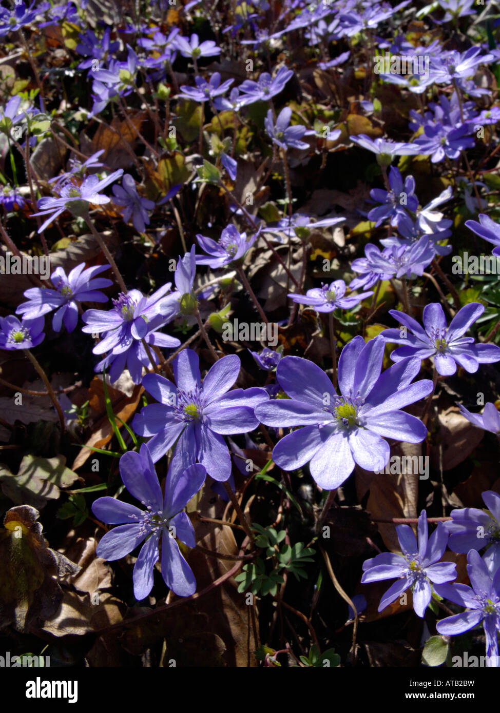 Species of liverwort hi-res stock photography and images - Alamy
