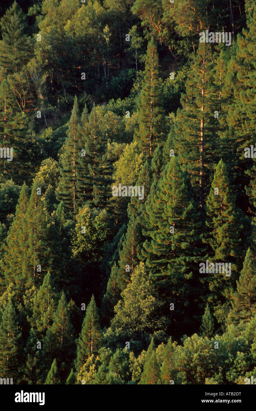 Forest on hills in hi-res stock photography and images - Alamy