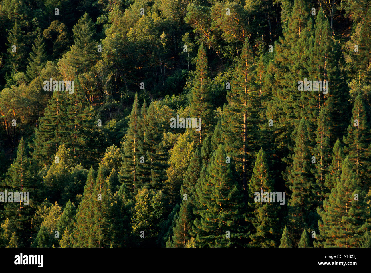 Morning light on evergreen forest in the hills above Ukiah Mendocino ...