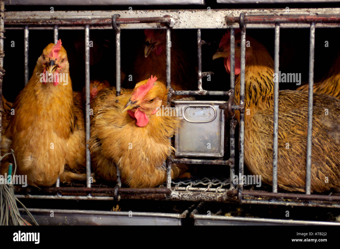 Live cage hi-res stock photography and images - Alamy