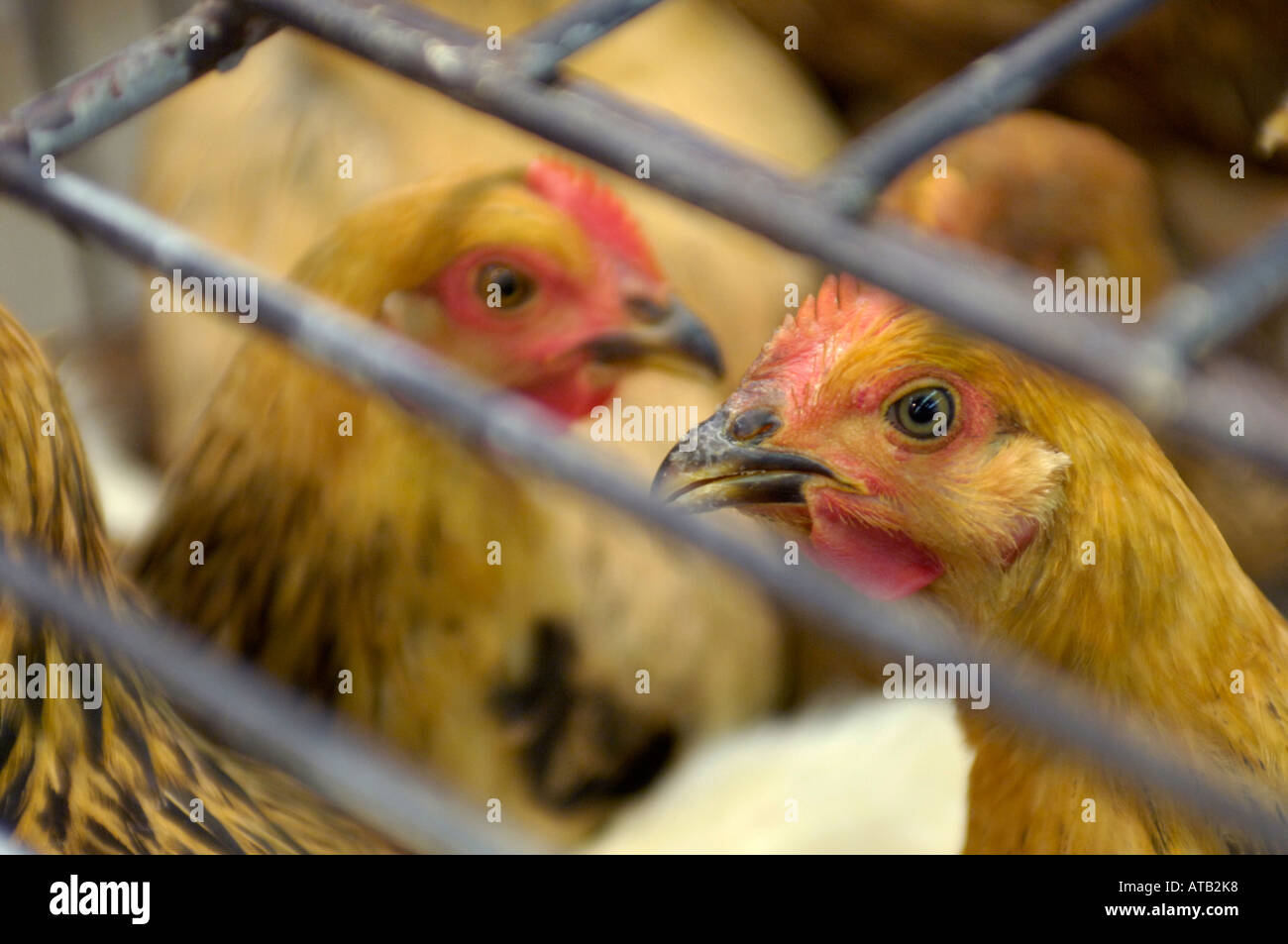 Live cage hi-res stock photography and images - Alamy