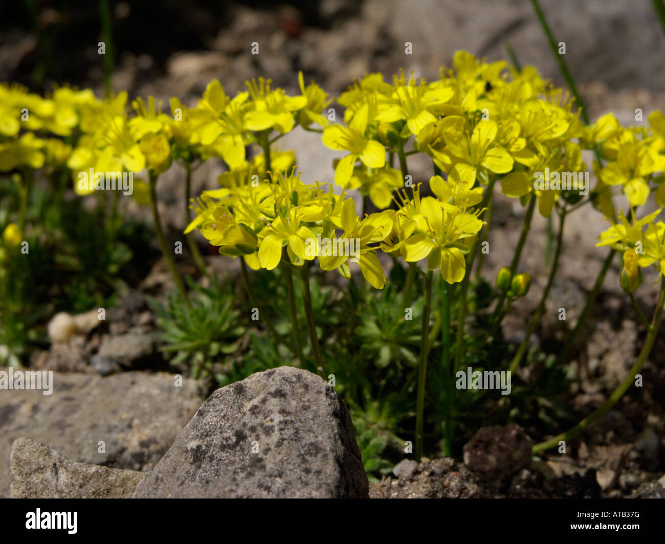 Whitlow grass hi-res stock photography and images - Alamy