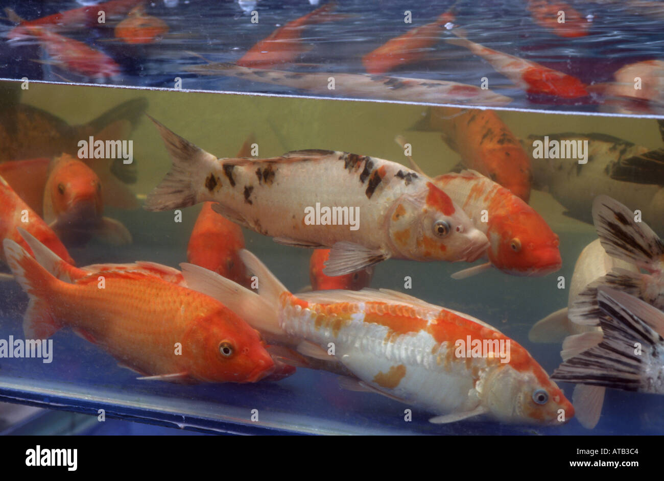 Chinese carp hi-res stock photography and images - Alamy