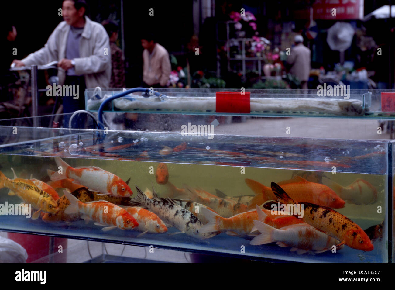 Koi carp in Chinese market Stock Photo - Alamy