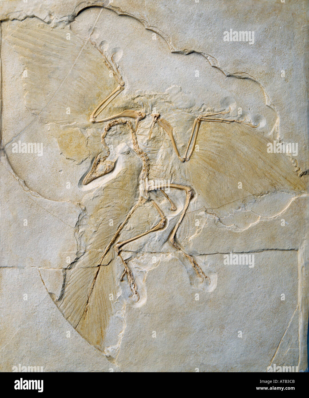 Archaeopteryx hi-res stock photography and images - Alamy