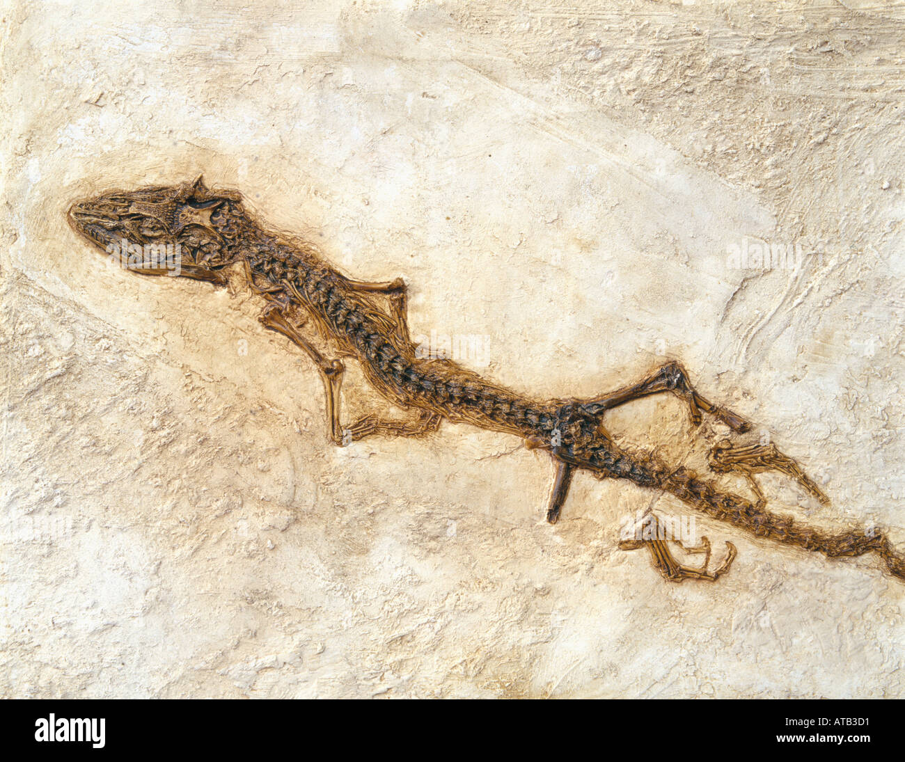 Lizard Fossils