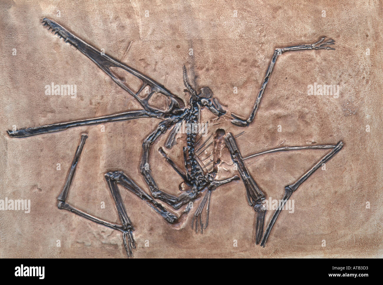 Pterodactylus antiquus hi-res stock photography and images - Alamy