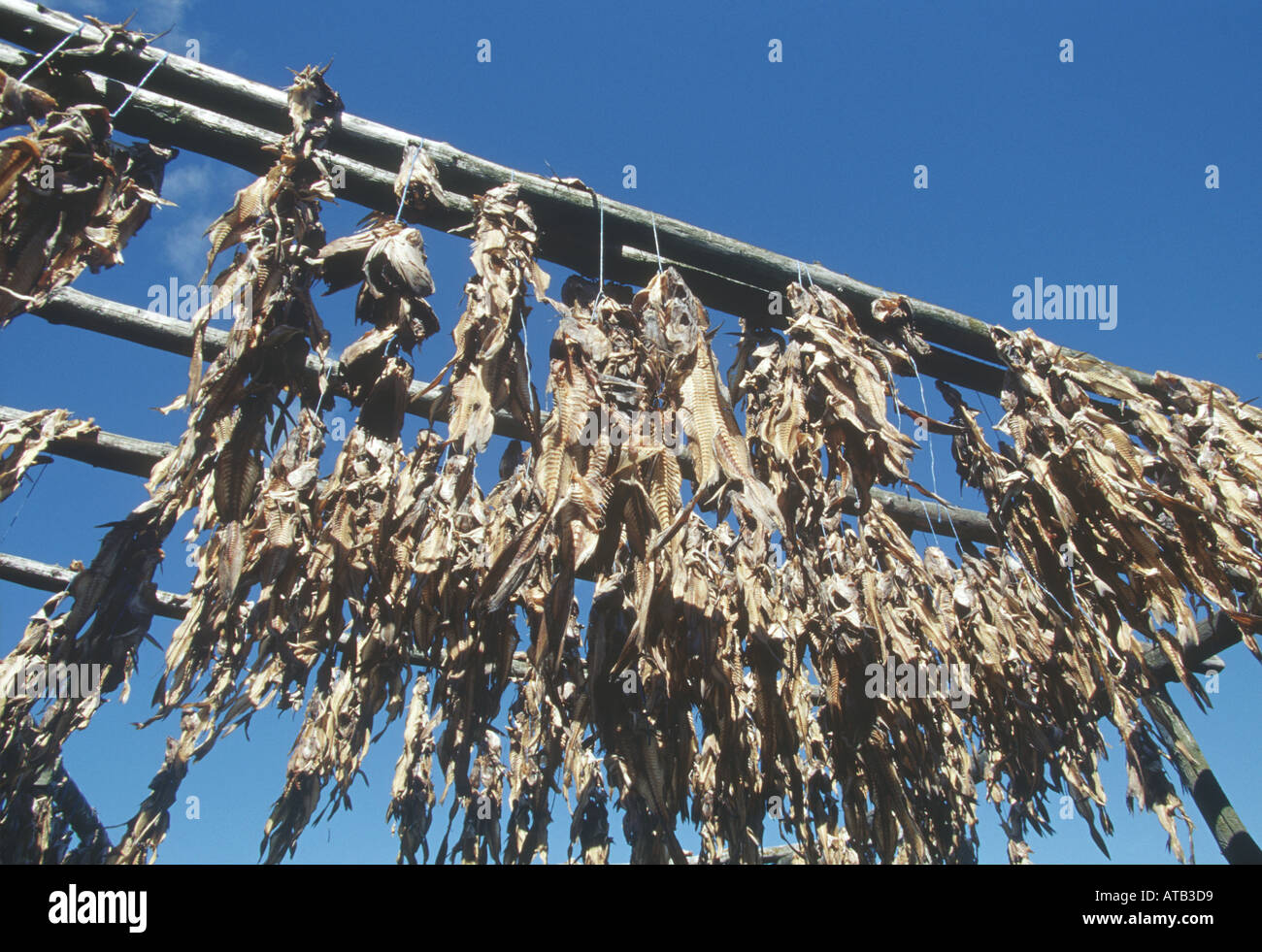 Cod skeleton hi-res stock photography and images - Alamy
