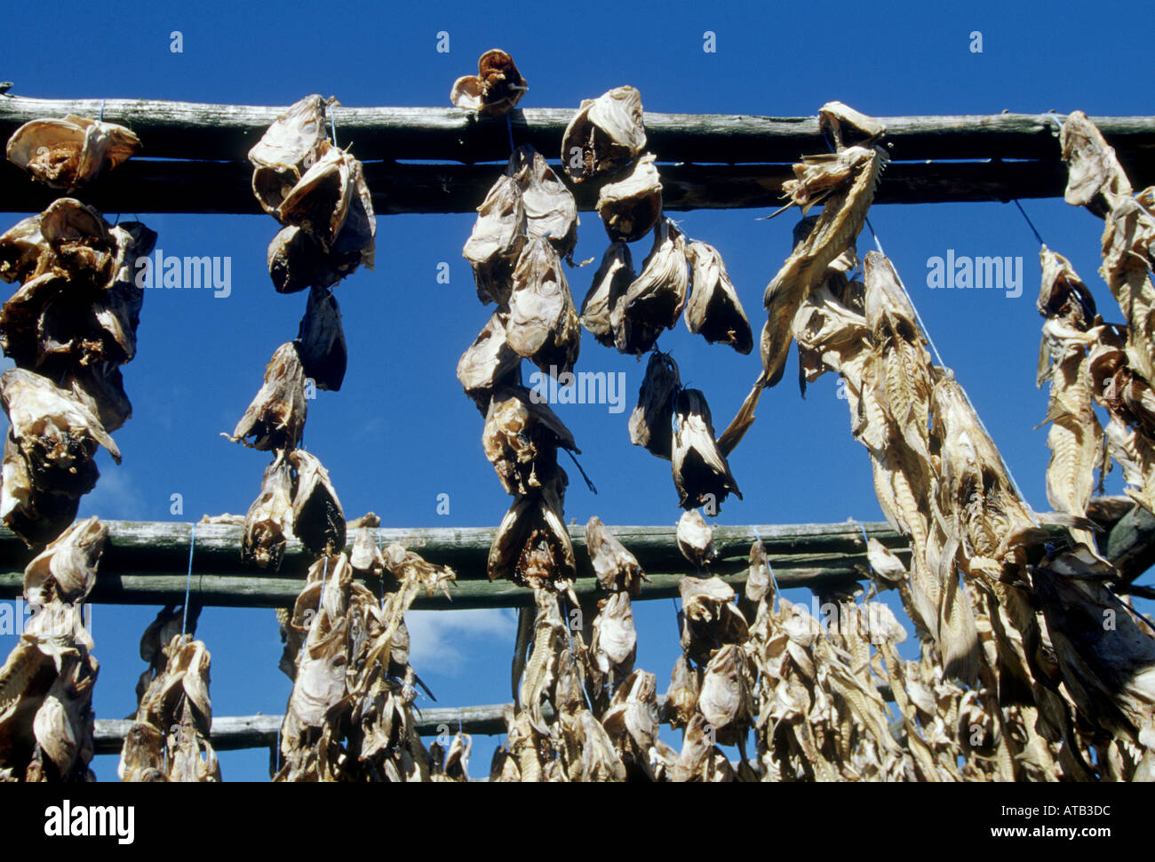 Cod skeleton hi-res stock photography and images - Alamy