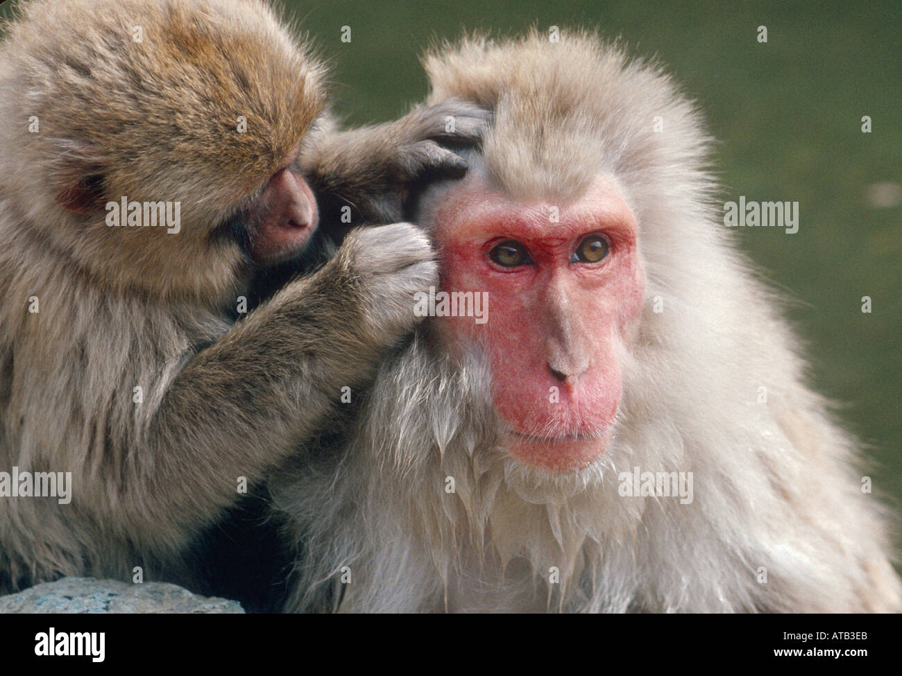 Female macaques grooming hi-res stock photography and images - Alamy