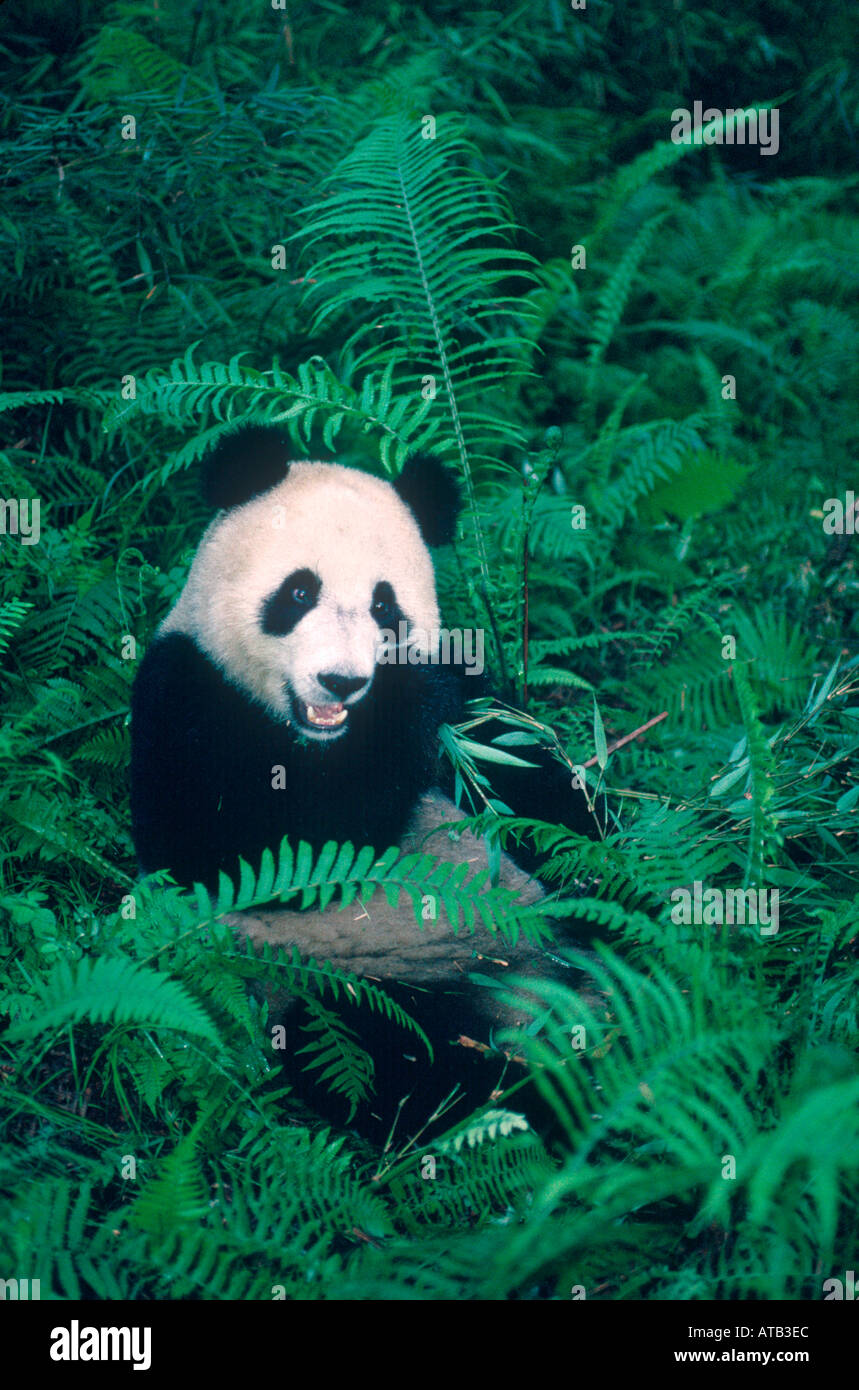 Giant panda feeding China Stock Photo - Alamy