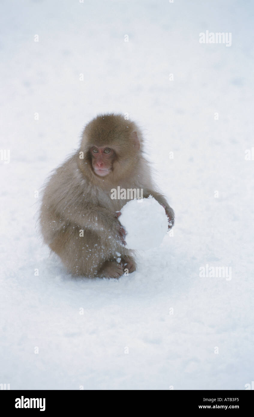 Baby snow monkey with snowball Stock Photo - Alamy