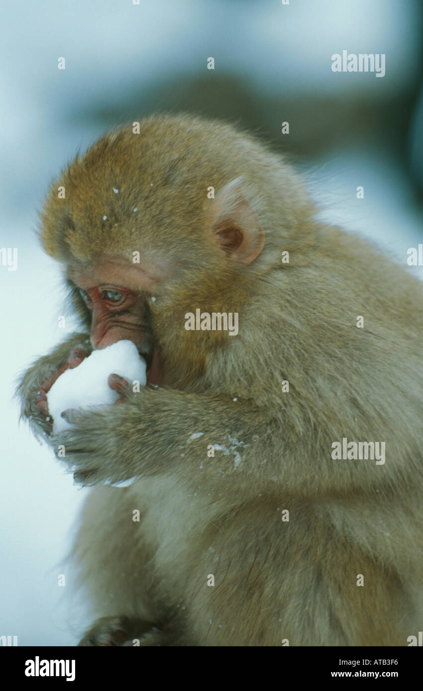 Baby japanese macaque eating hi-res stock photography and images - Alamy