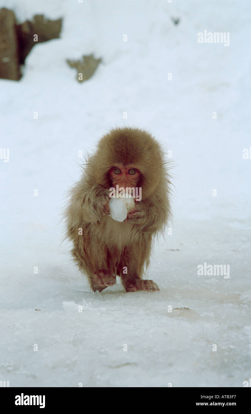 Baby snow monkey eating snow Stock Photo - Alamy