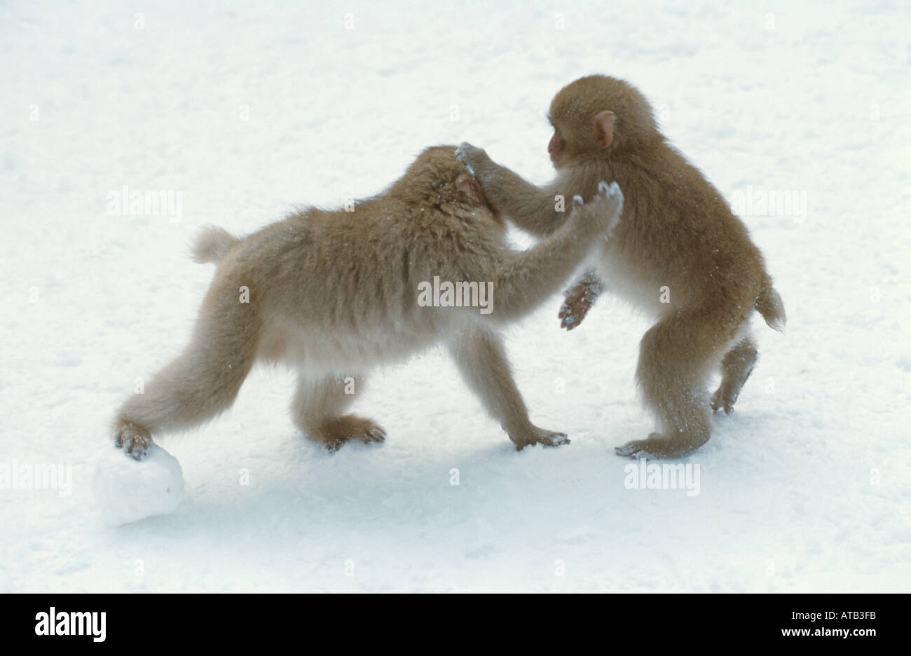 Japanese macaques snowball monkeys hi-res stock photography and images ...