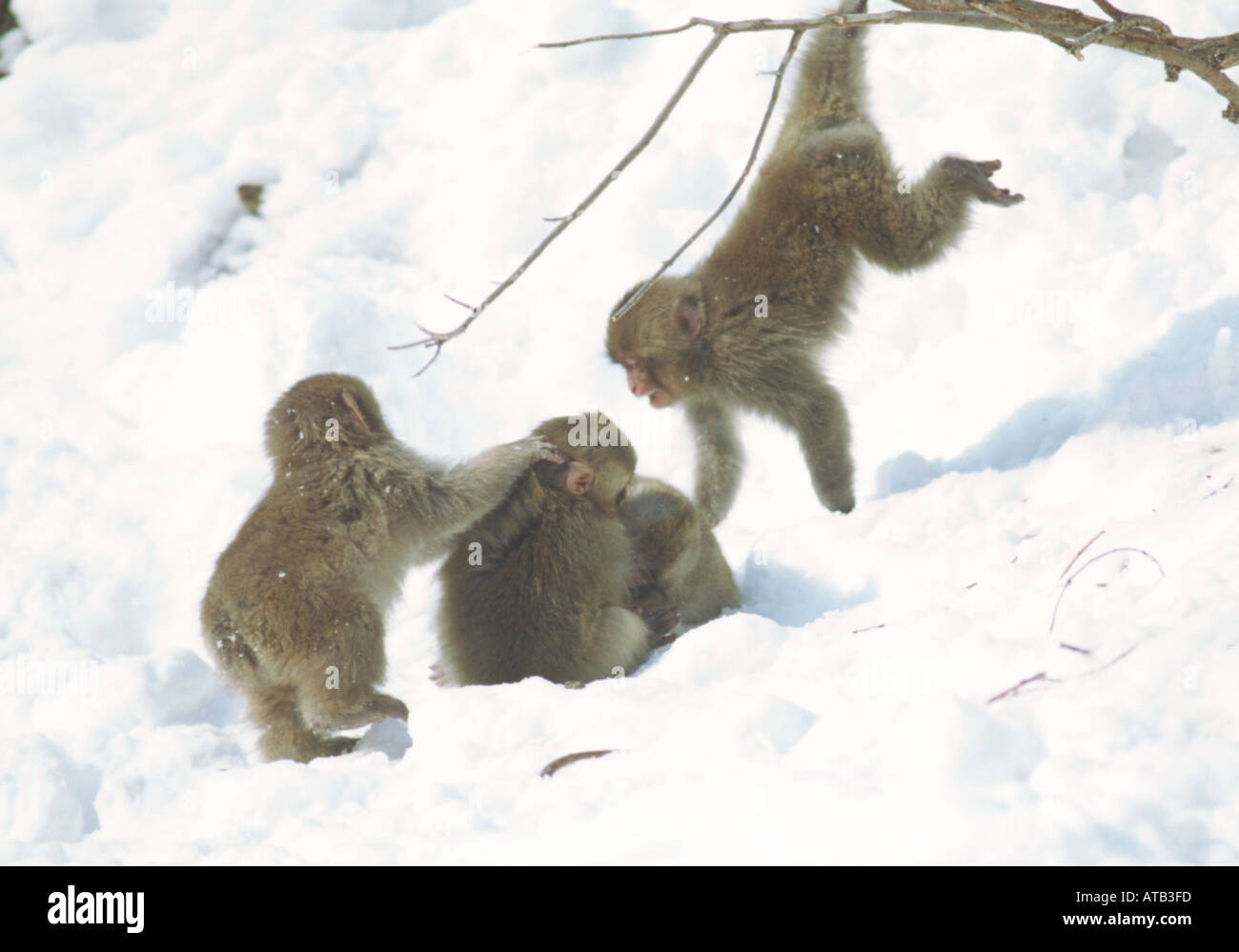 Baby snow monkeys playing in snow Stock Photo - Alamy