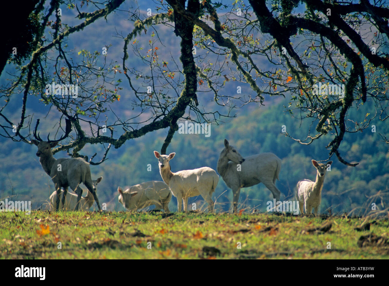 American dama hi-res stock photography and images - Alamy
