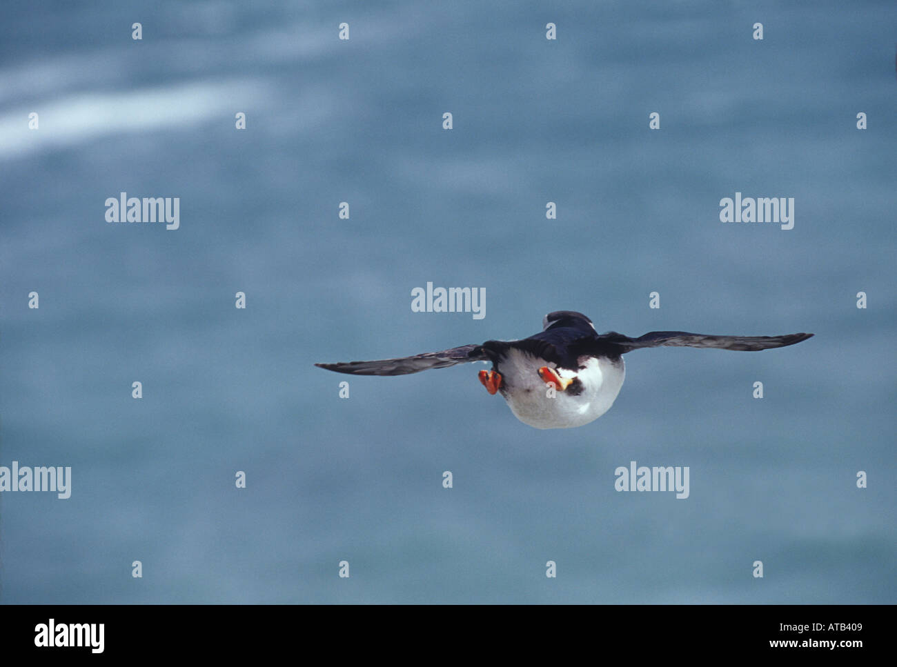 Atlantic puffin in flight Stock Photo - Alamy