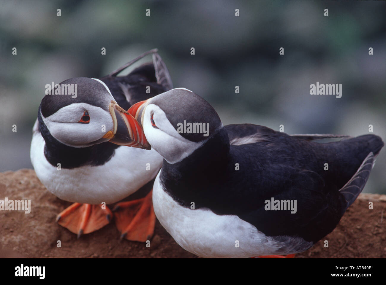 Atlantic puffins billing Stock Photo - Alamy