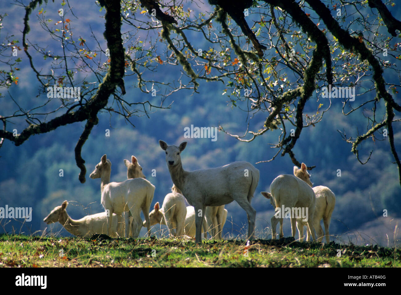 Albino fallow deer hi-res stock photography and images - Alamy