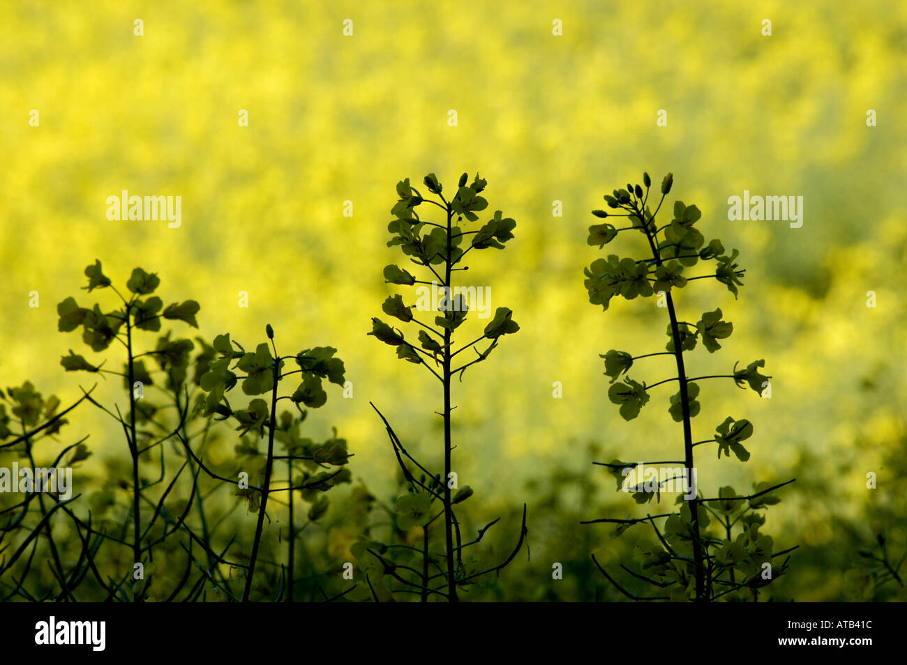Oilseed rape flowers Stock Photo - Alamy