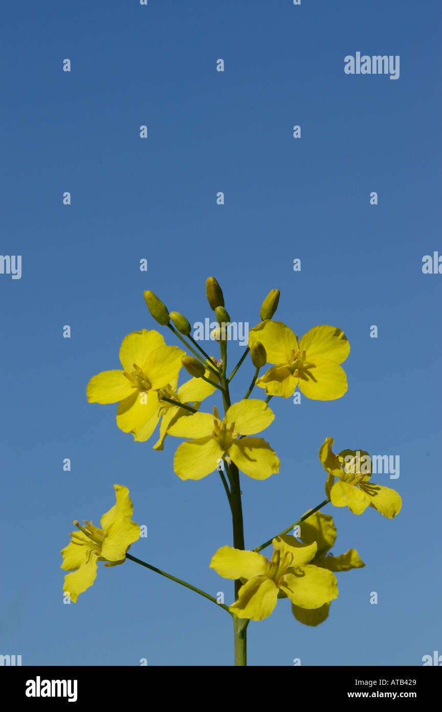 Oilseed rape flowers Stock Photo - Alamy