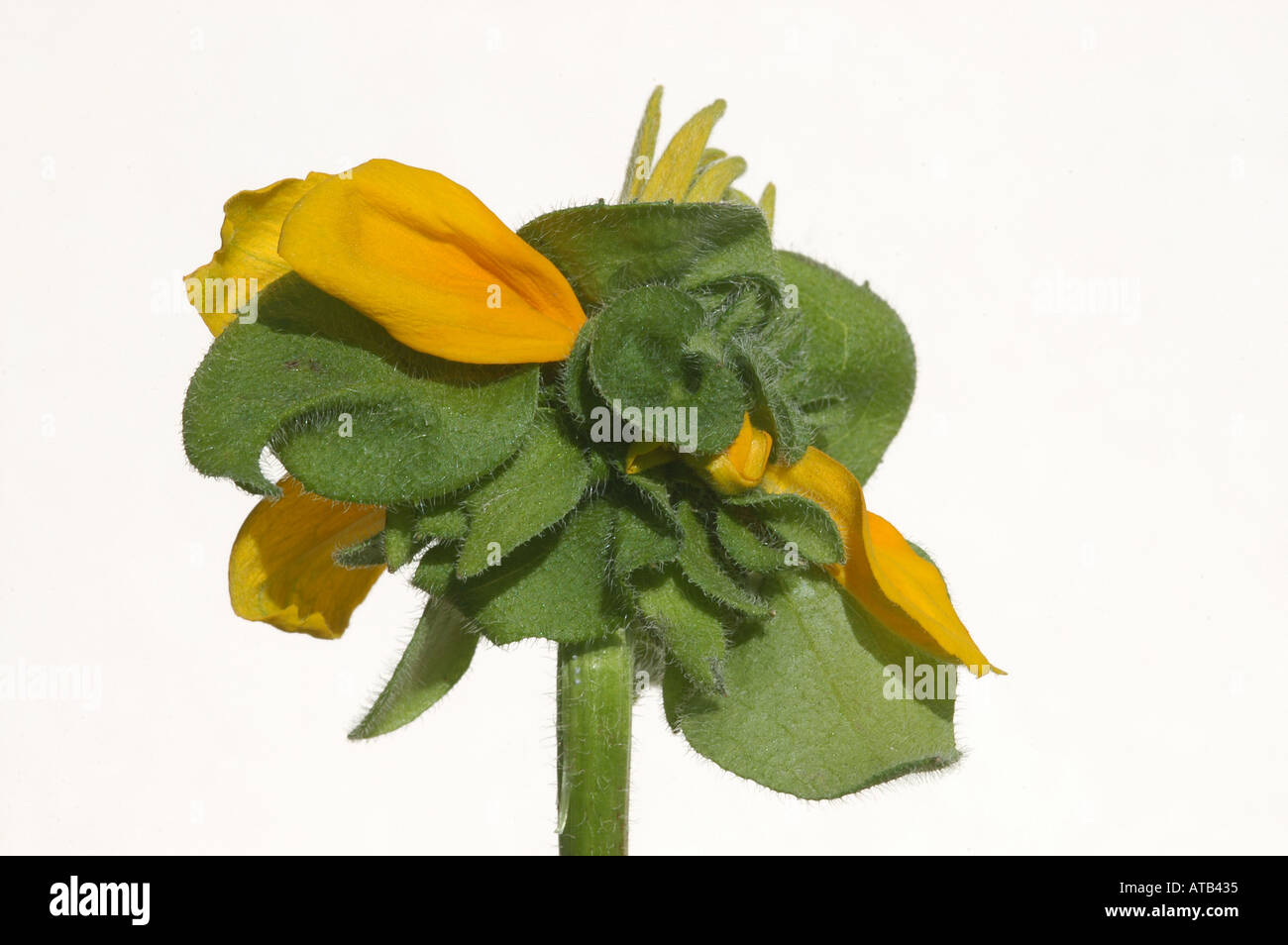 Composite flowerhead hi-res stock photography and images - Alamy