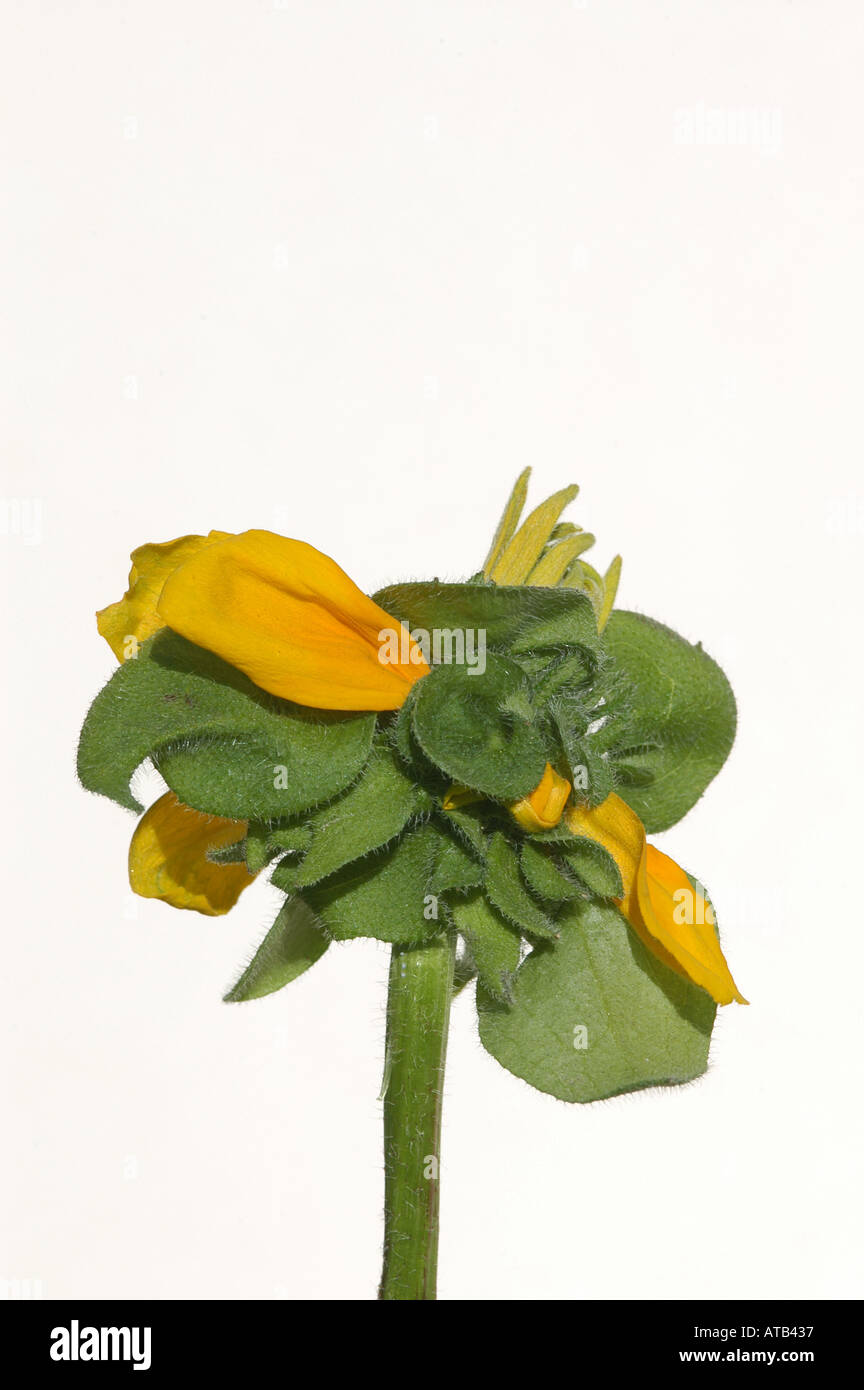 Fasciate hi-res stock photography and images - Alamy