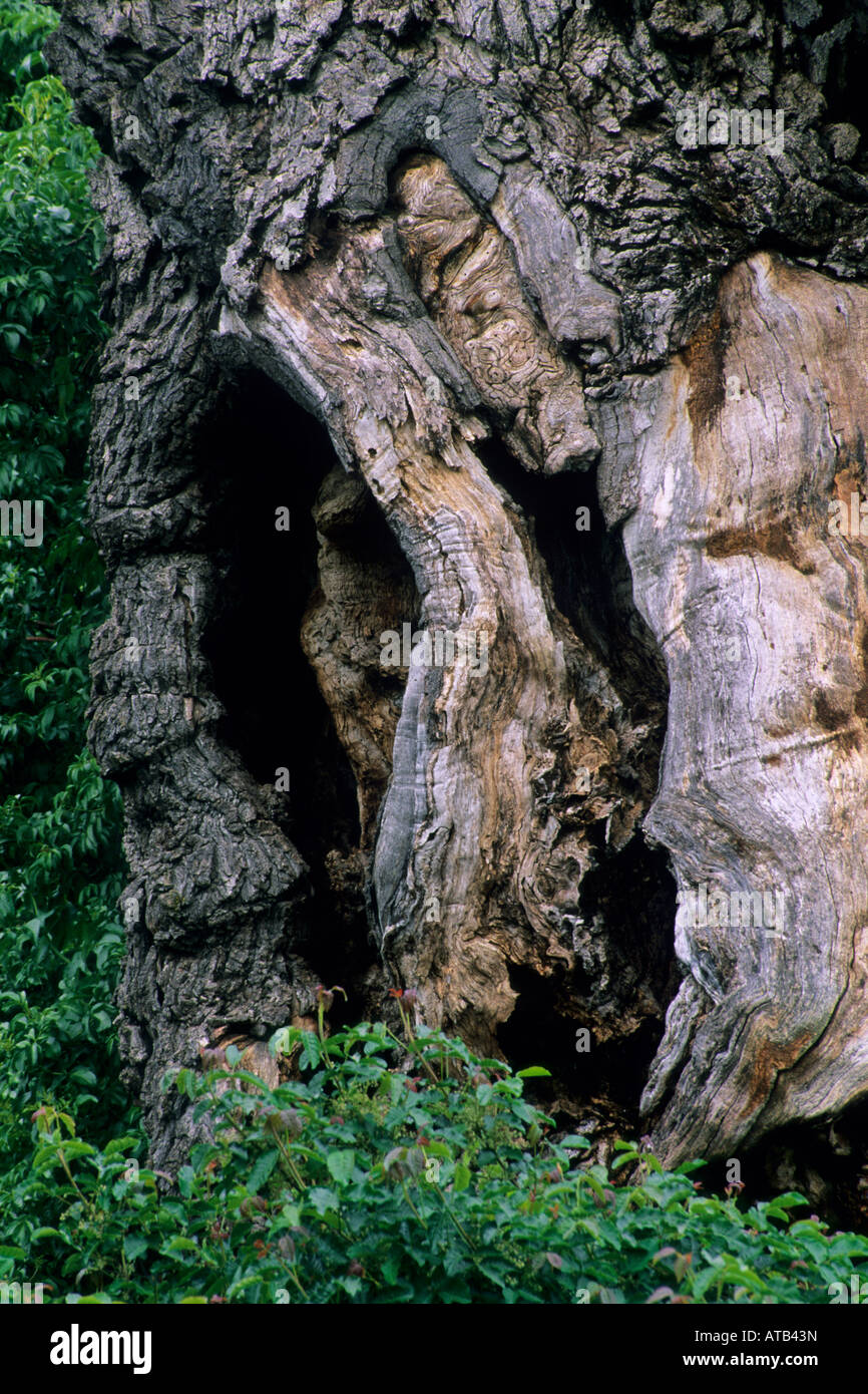 American oak tree hi-res stock photography and images - Alamy