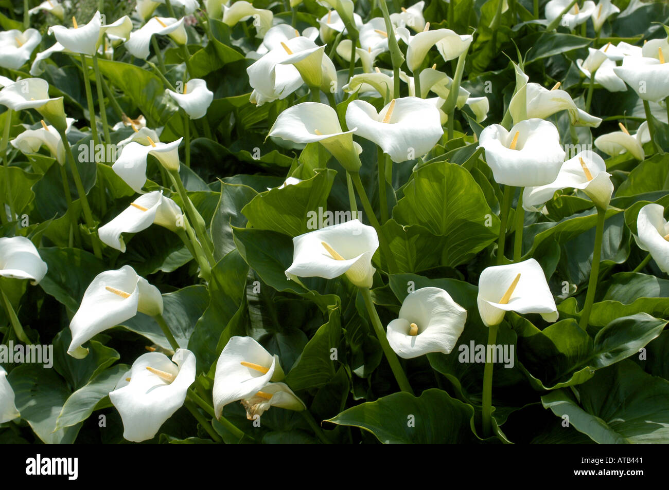Arum or calla lilies Zantedeschia aethiopica Stock Photo - Alamy