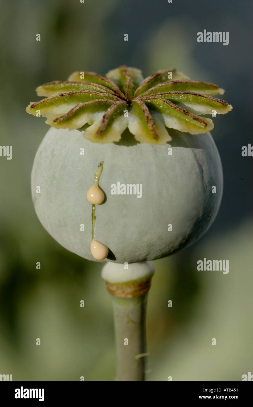 Opium poppy capsule with latex Stock Photo - Alamy