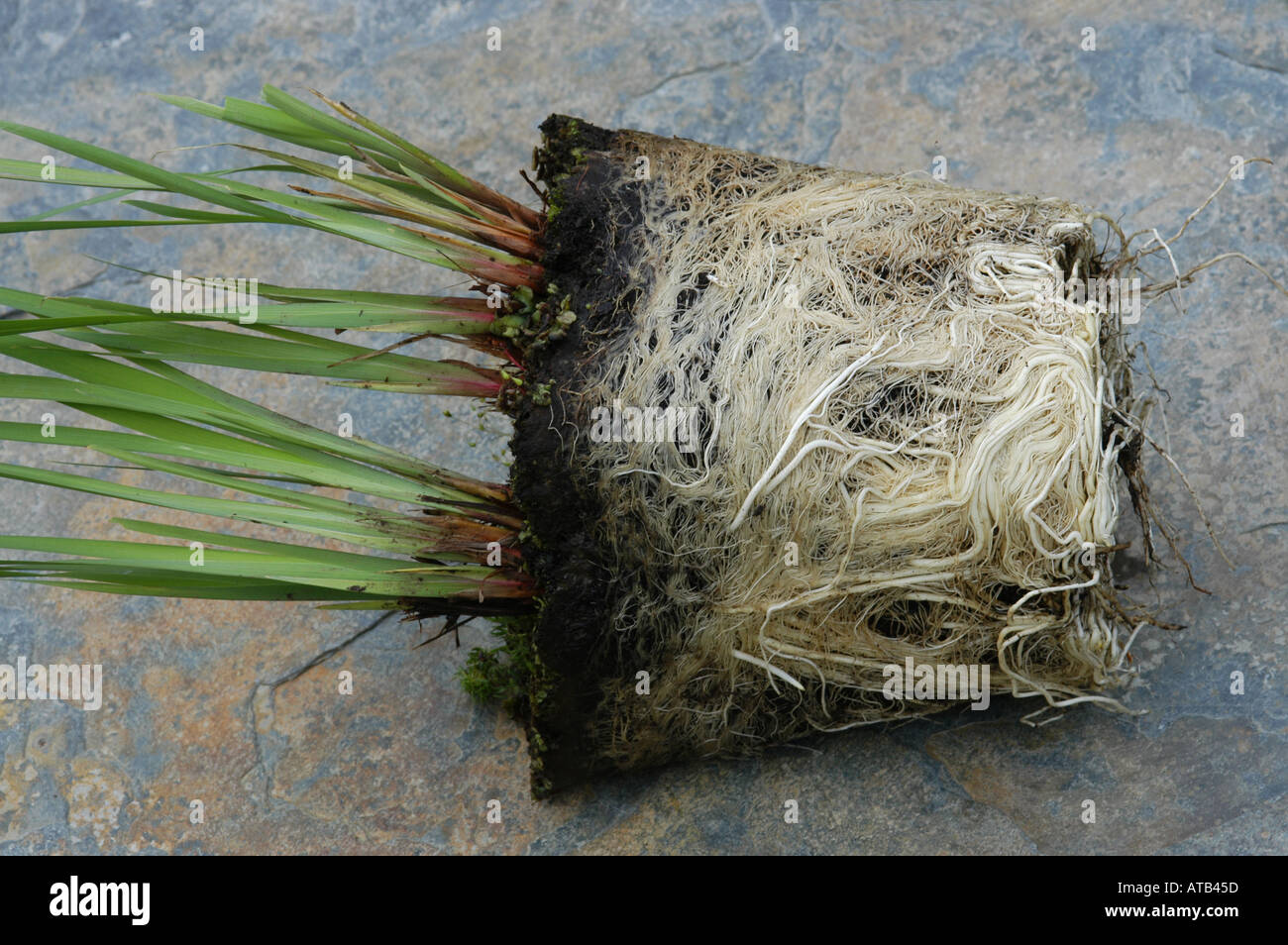 Pot bound plants hi-res stock photography and images - Alamy