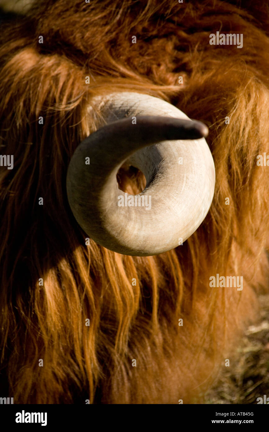 Highland Cattle Horn Stock Photo - Alamy