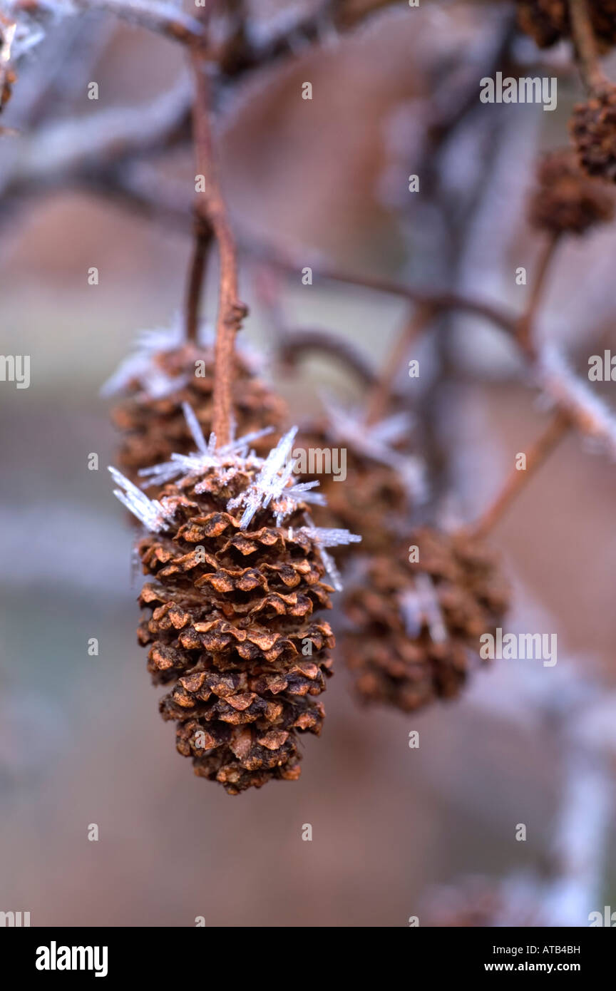 frost on alder cones Alnus glutinosa winter cornwall Stock Photo - Alamy