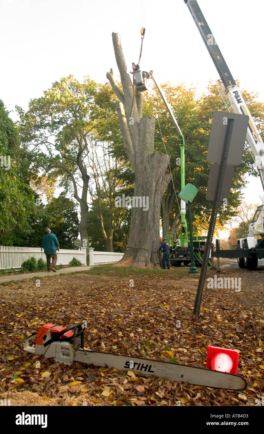 Cut down elm tree hi-res stock photography and images - Alamy