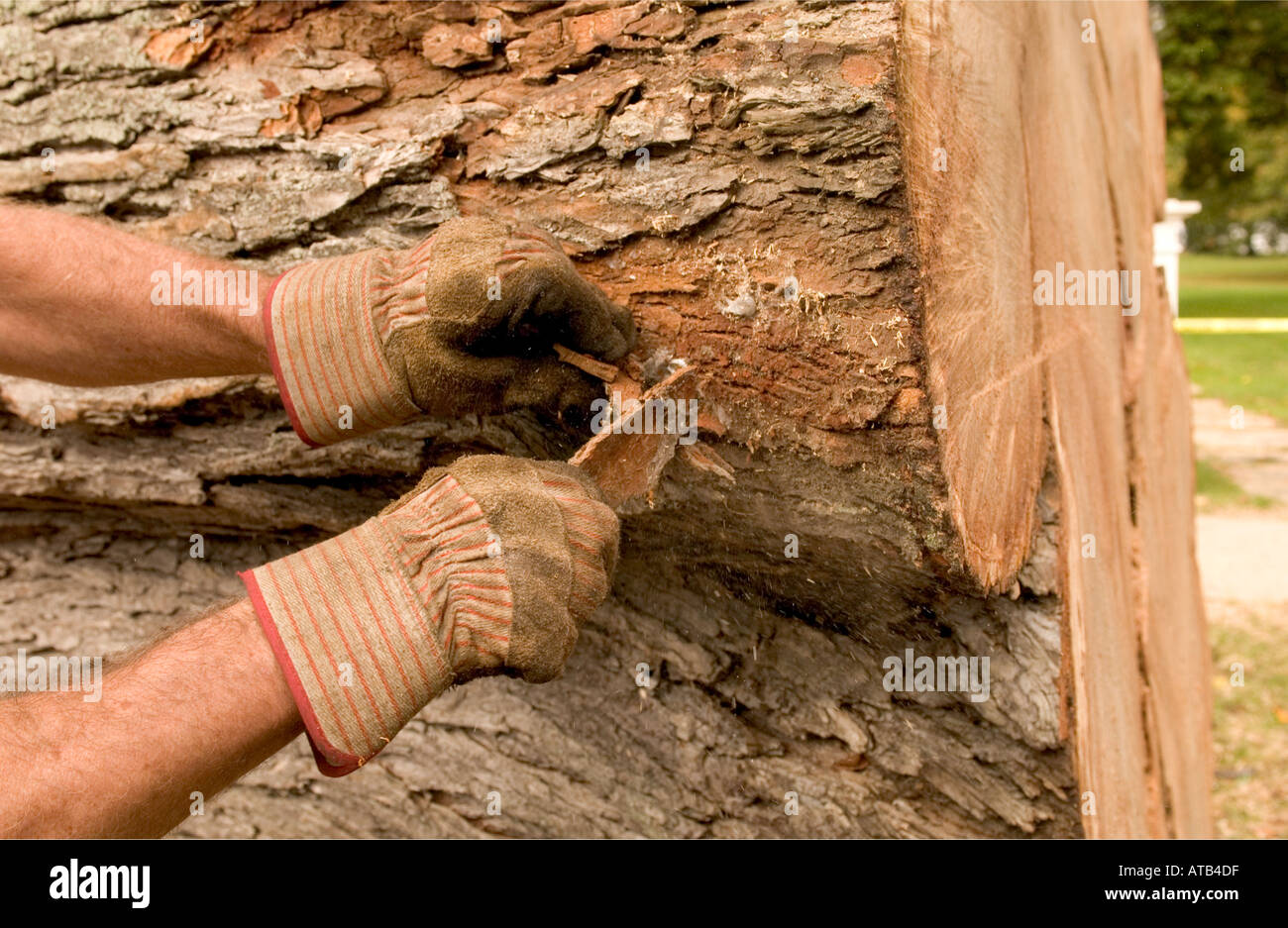 Tree stump elm tree cut hi-res stock photography and images - Alamy