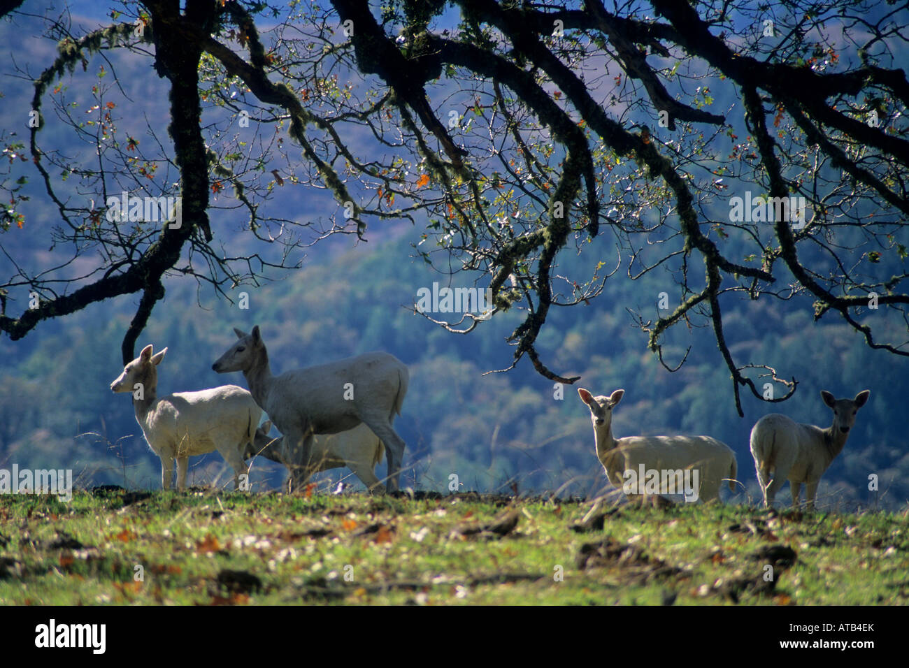 White Deer a gift from W R Hearst Ridgewood Ranch near Willits ...