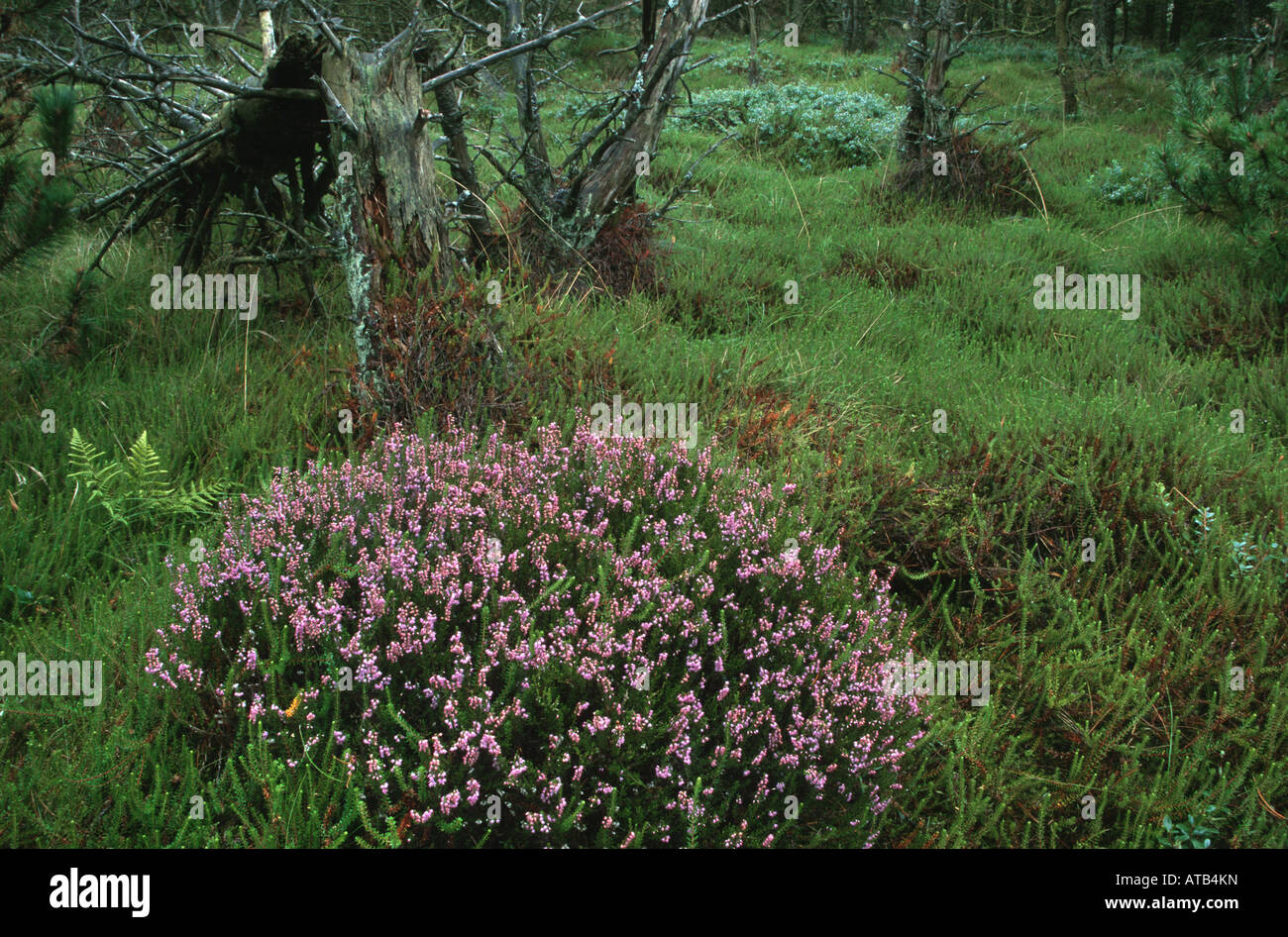 heather, ling (Calluna vulgaris), blooming, Denmark, Jylland Stock ...
