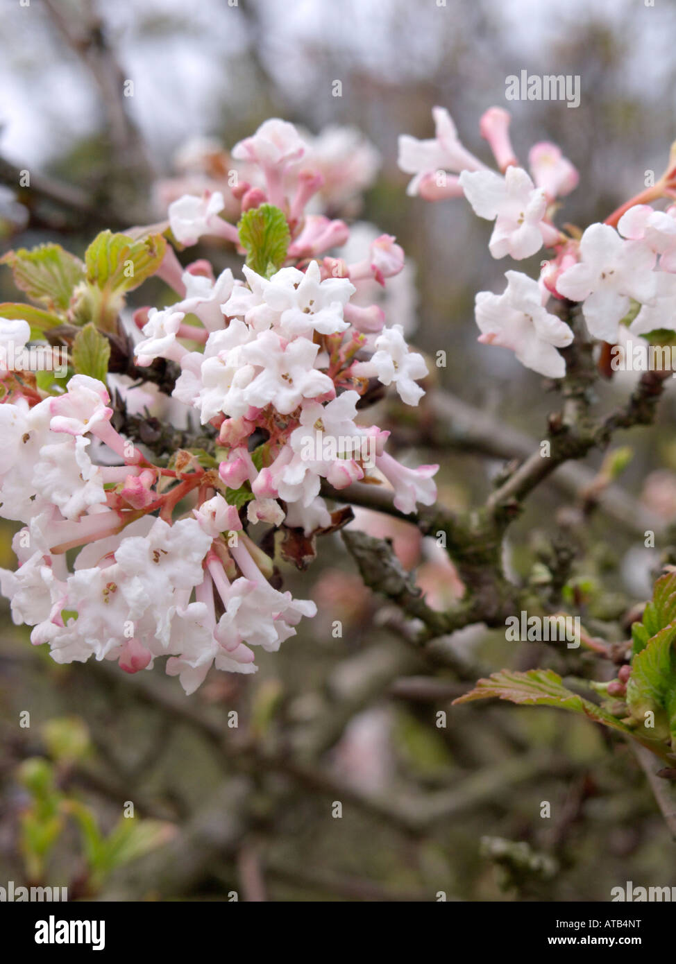 Fragrant viburnum (Viburnum farreri Stock Photo - Alamy