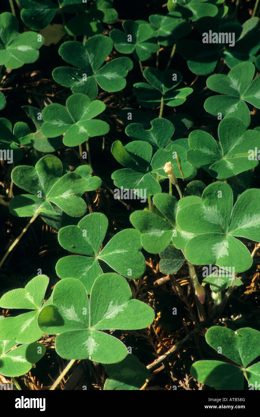 Clover on forest floor in redwood grove Hendy Woods State Park near ...