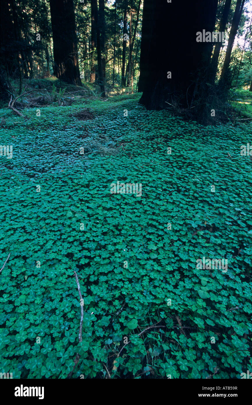 Clover on forest floor in redwood grove Hendy Woods State Park near ...